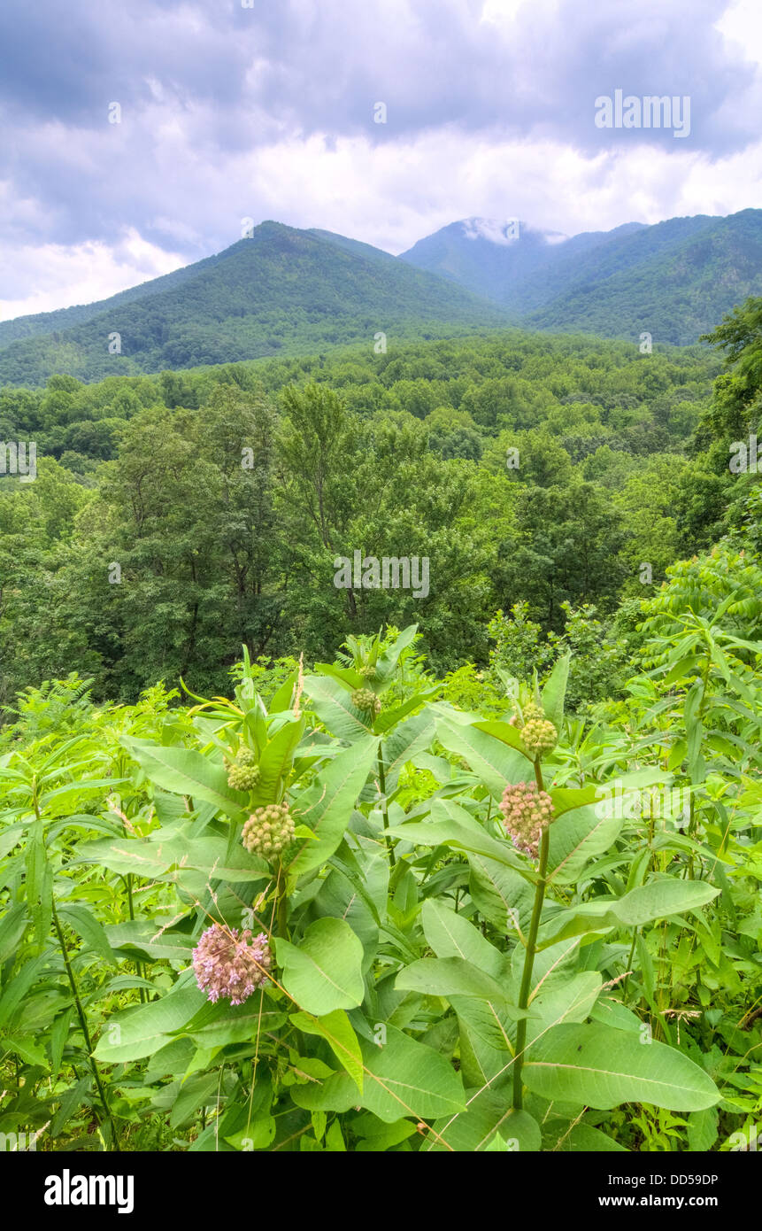 Wildflowers in the Great Smoky Mountains, near Gatlinburg, TN Stock ...