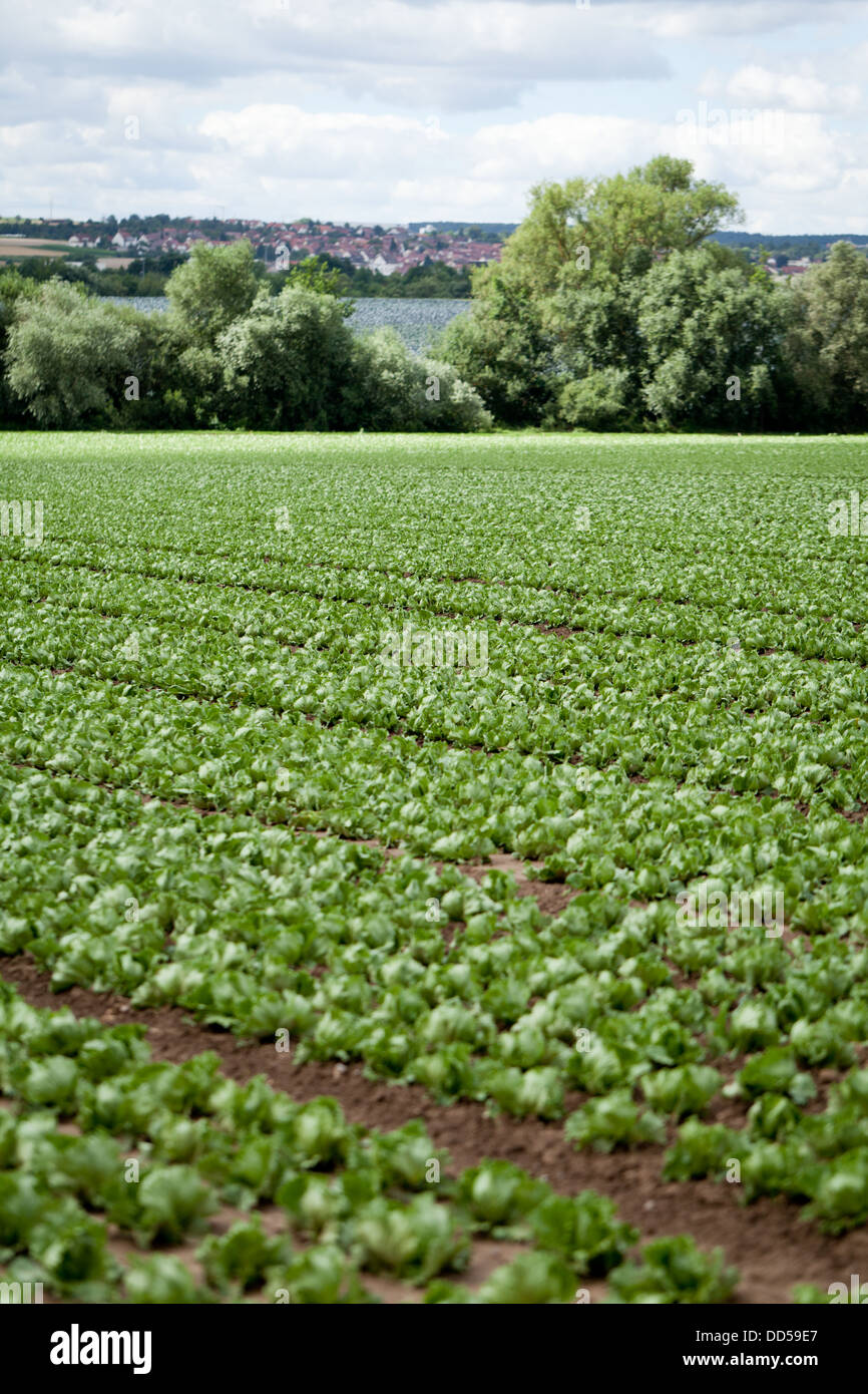 fresh green salad cabbage on field summer agriculture nature plant ...