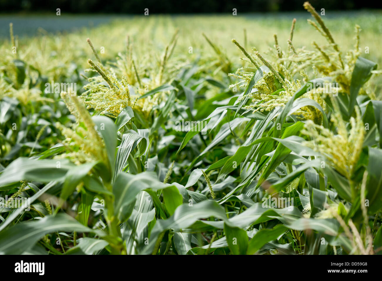 fresh green corn in summer on field agriculture vegetable harvest Stock ...