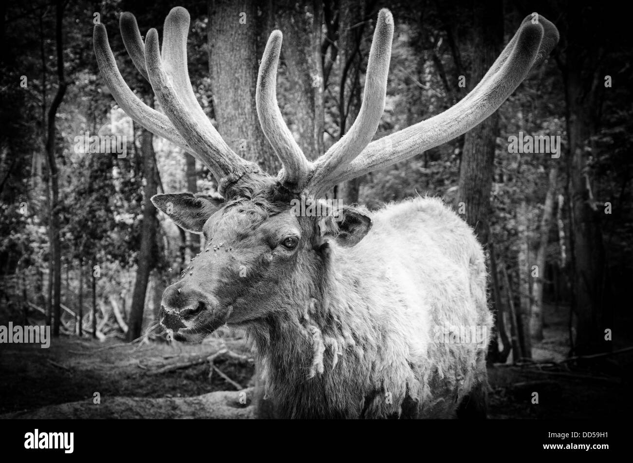 Virginia king Black and White Stock Photos & Images - Alamy