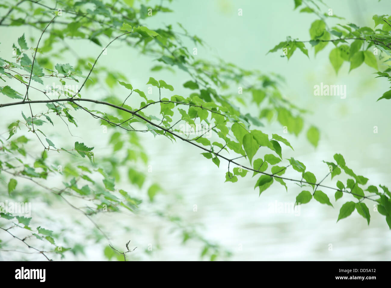 Water stream and green leaves Stock Photo - Alamy