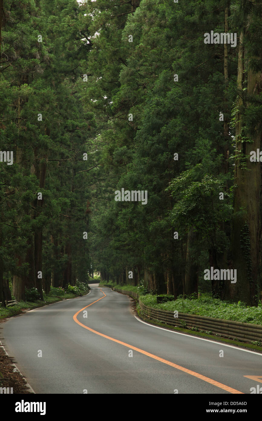 Cedar trees hi-res stock photography and images - Alamy