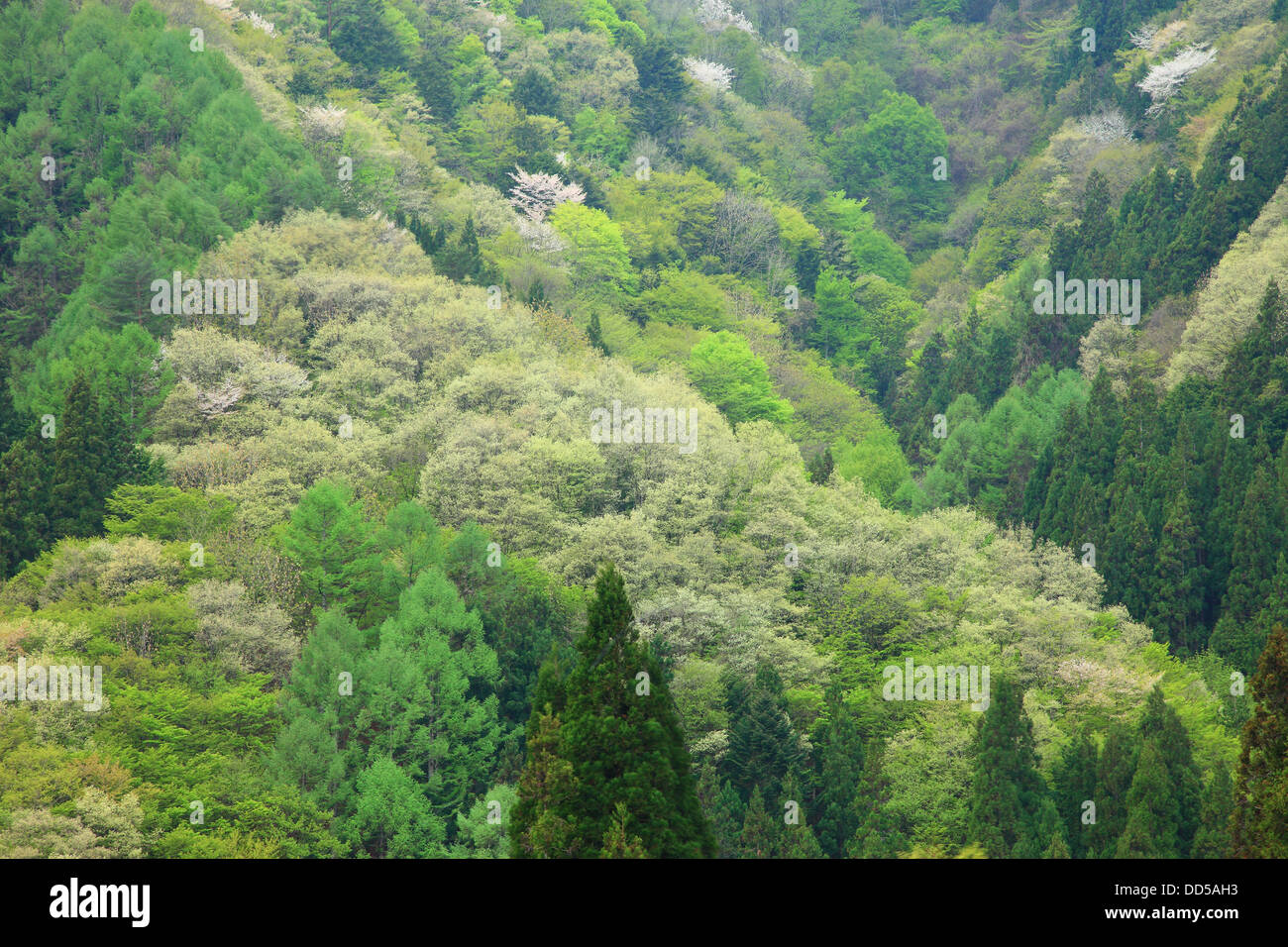 Forest in Nagano Prefecture Stock Photo - Alamy