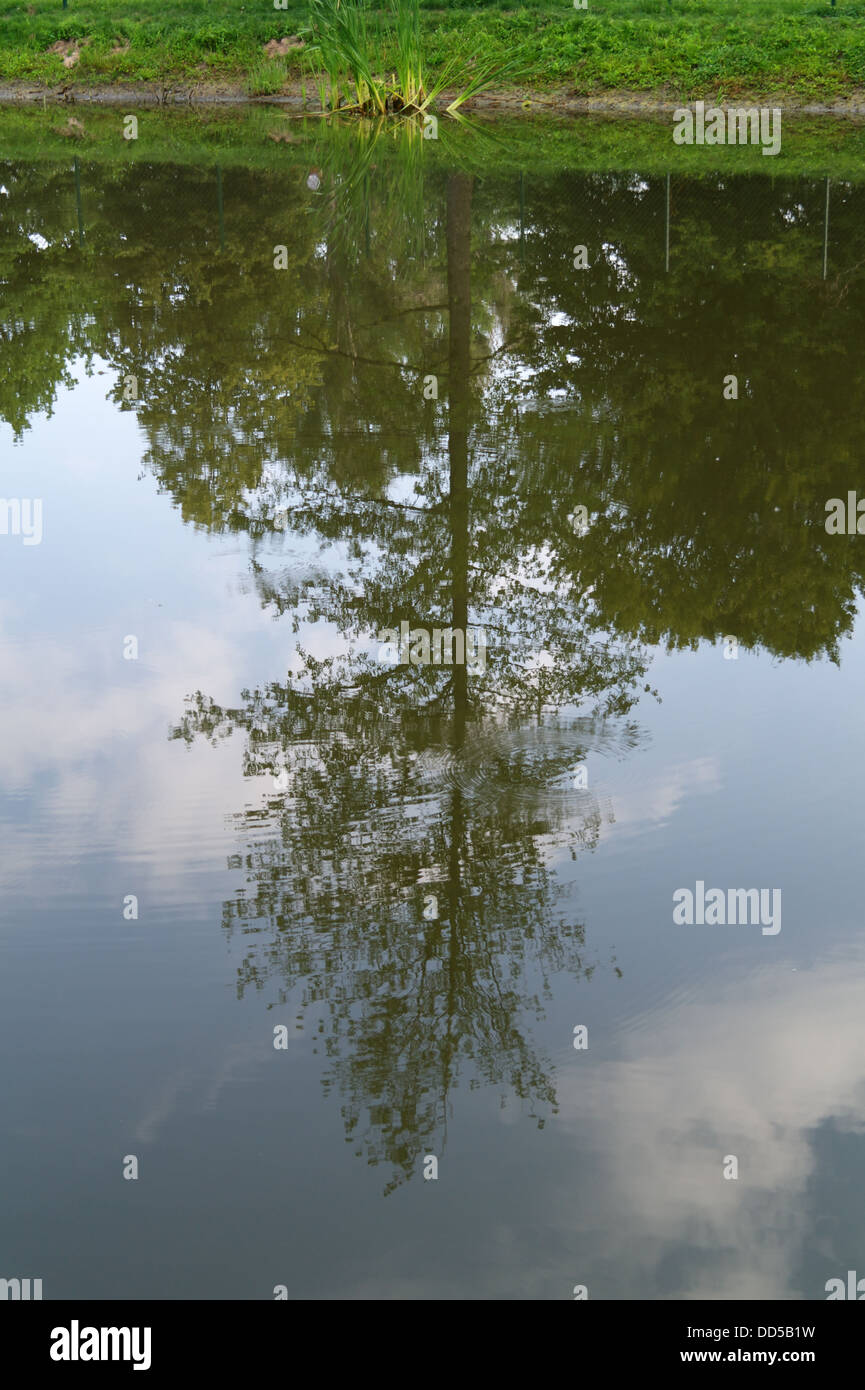 mirror of tree Stock Photo - Alamy