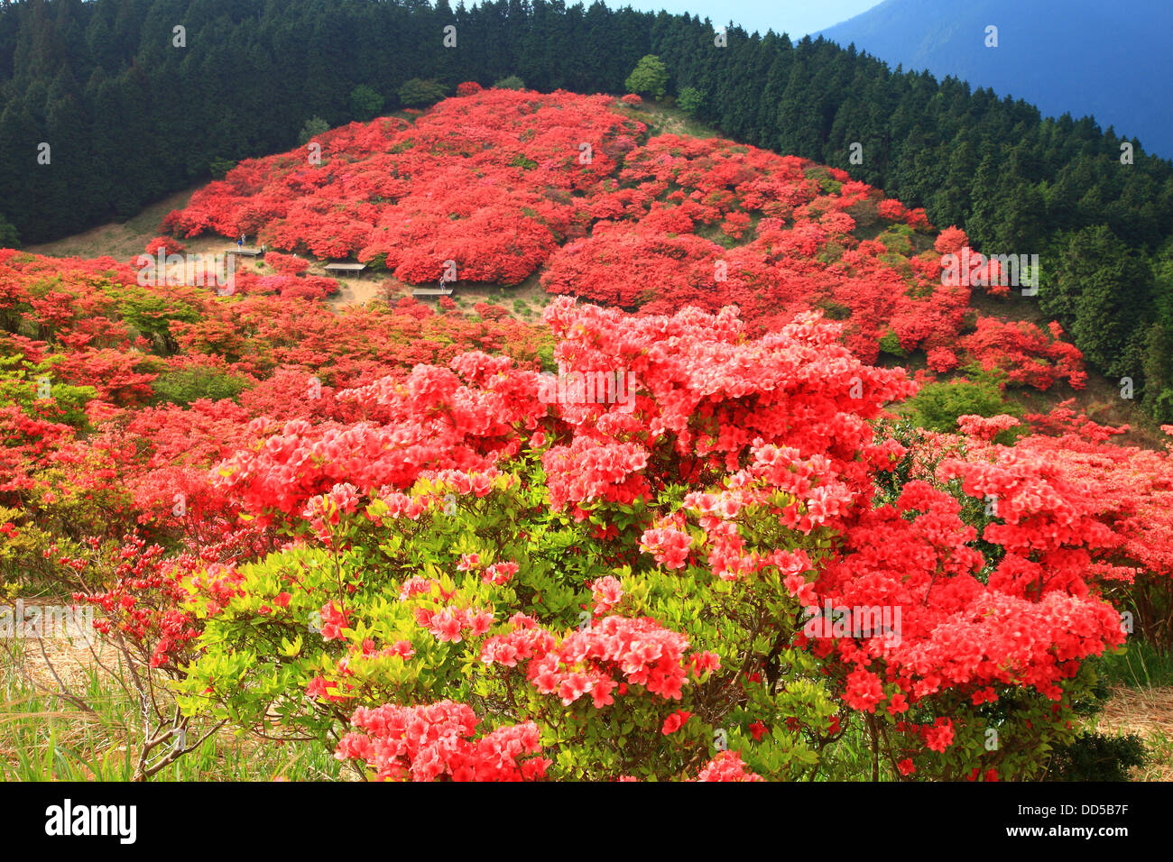 Azalea field, Nara Prefecture Stock Photo - Alamy