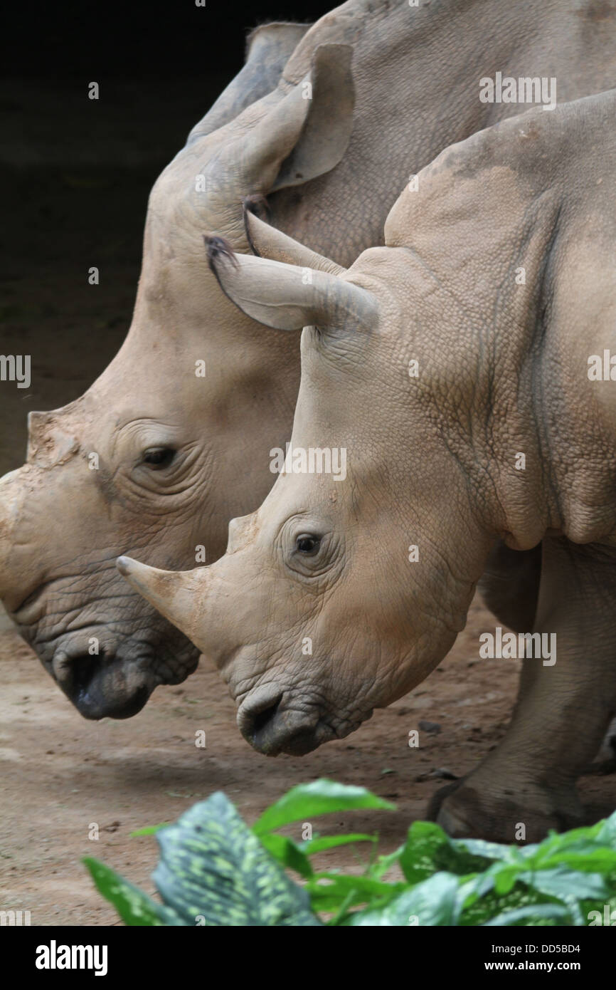 A shot of rhinos in captivity Stock Photo - Alamy