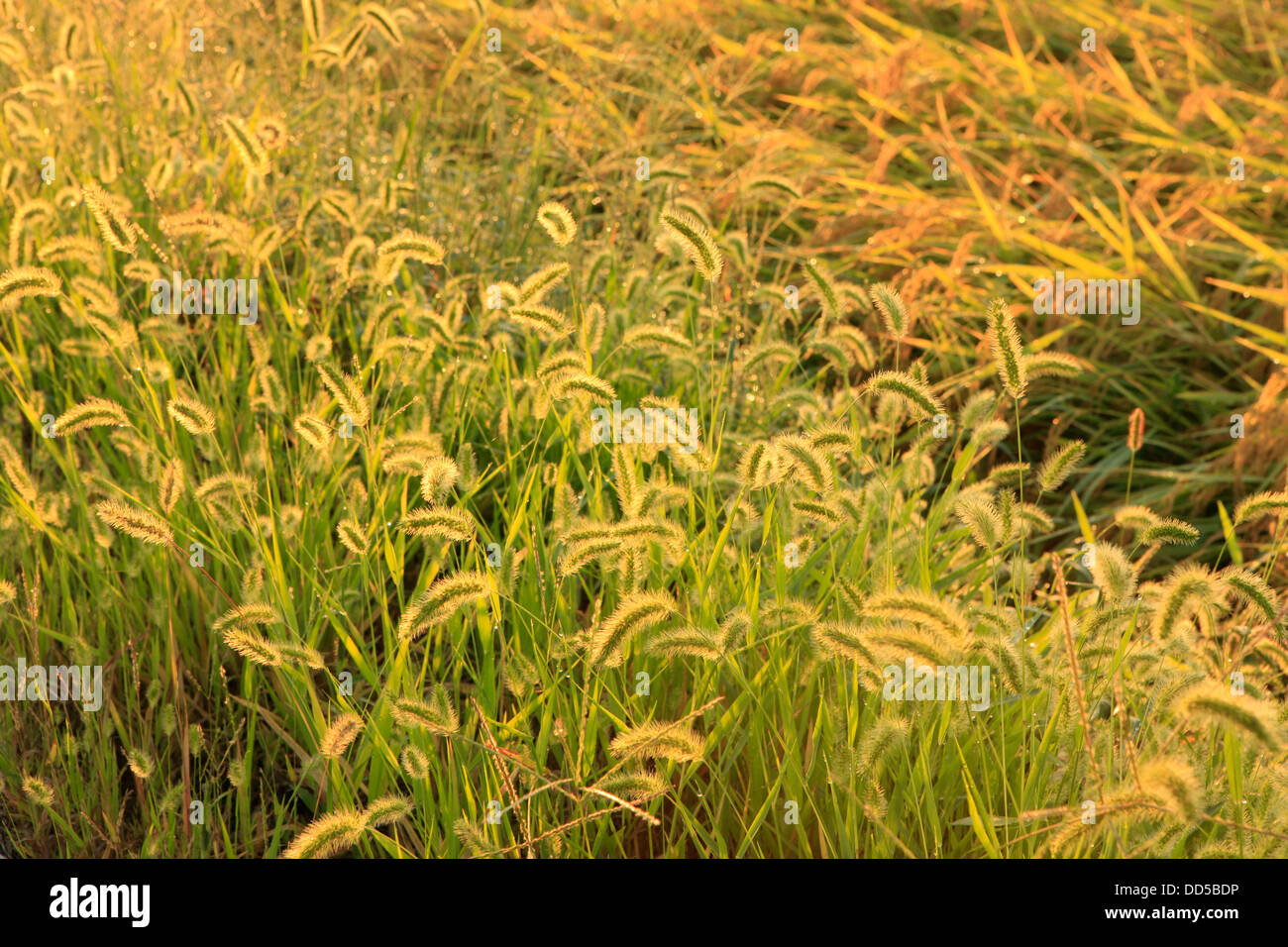 Green foxtail field Stock Photo - Alamy