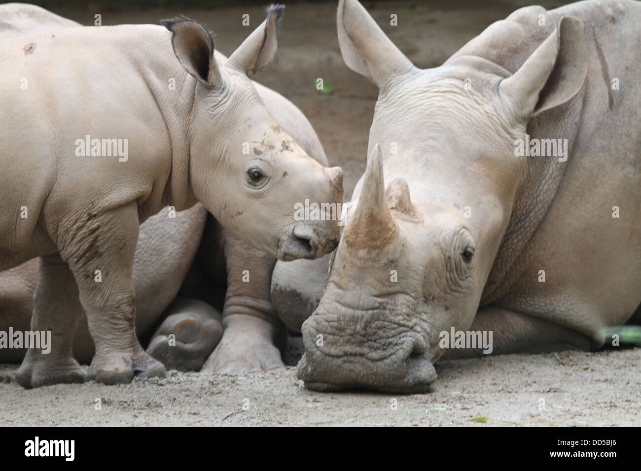 A shot of rhinos in captivity Stock Photo - Alamy