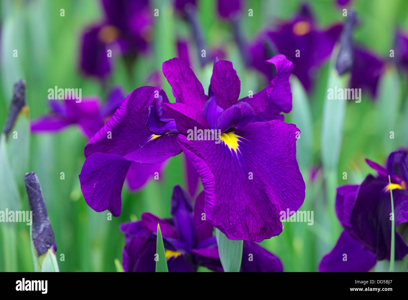Iris flowers hi-res stock photography and images - Alamy