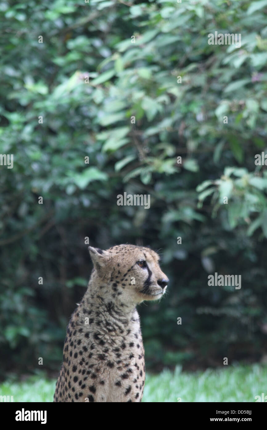 A shot of a wild cheetah in captivity Stock Photo - Alamy
