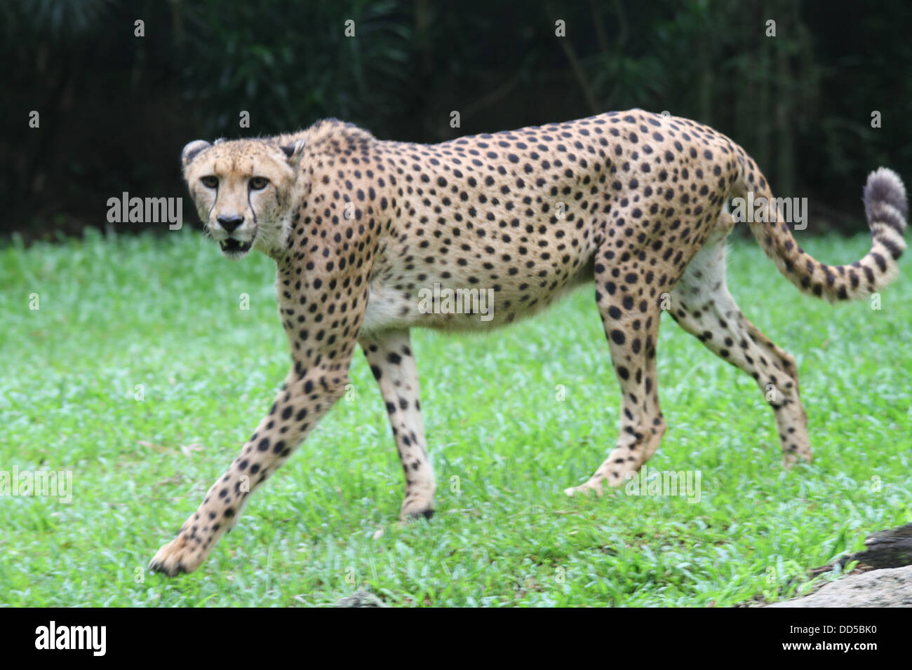 A shot of a wild cheetah in captivity Stock Photo - Alamy