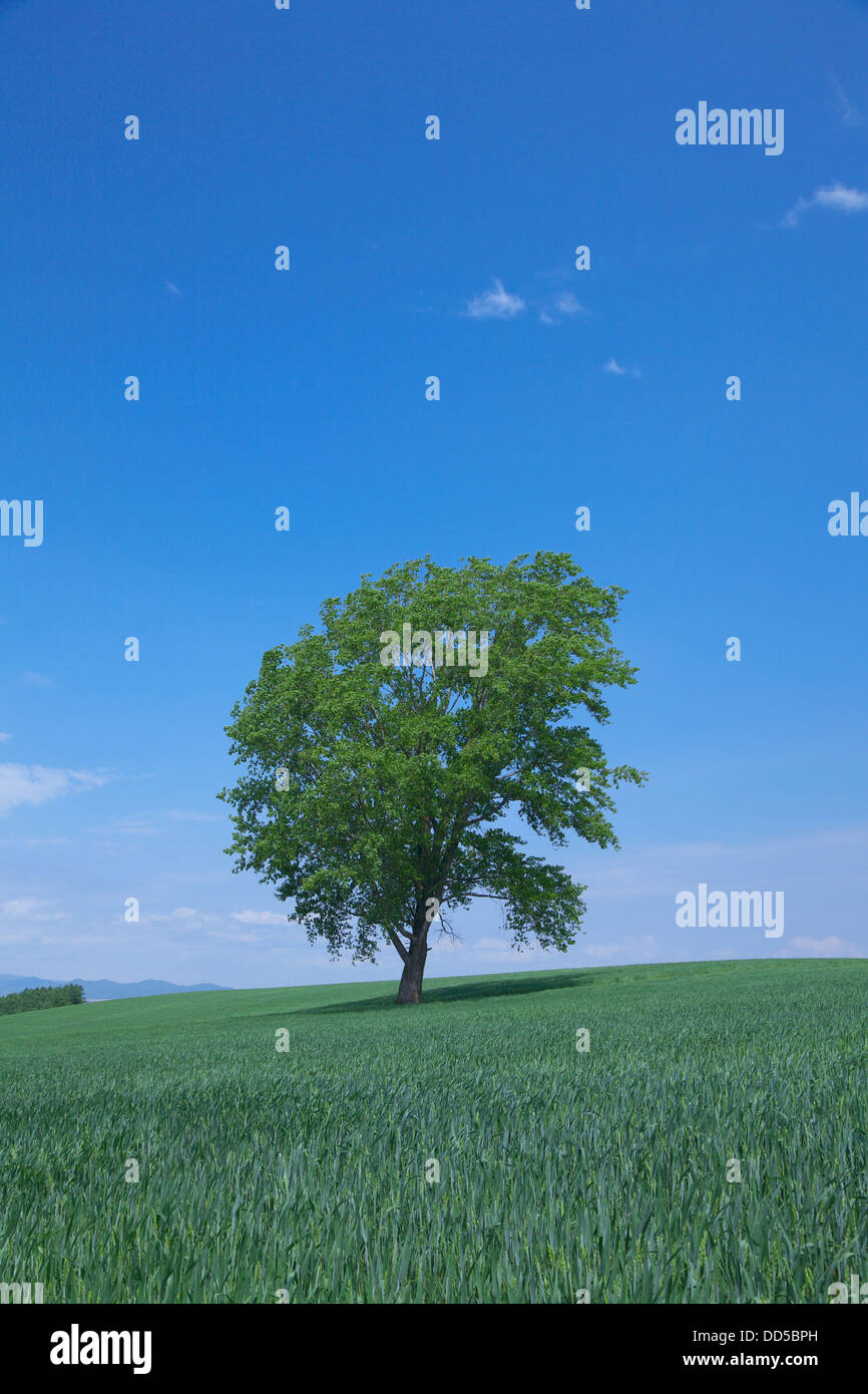 Tree on grassland, Hokkaido Stock Photo - Alamy