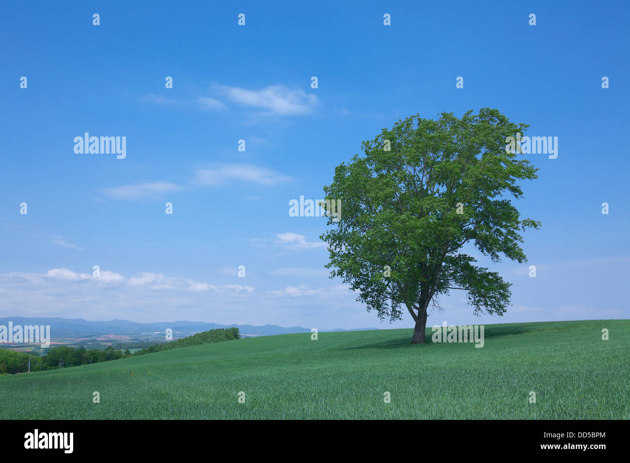 Tree on grassland, Hokkaido Stock Photo - Alamy