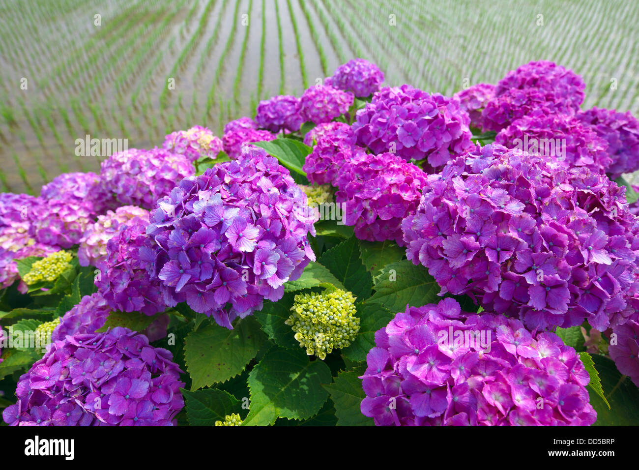 Hydrangea field hi-res stock photography and images - Alamy