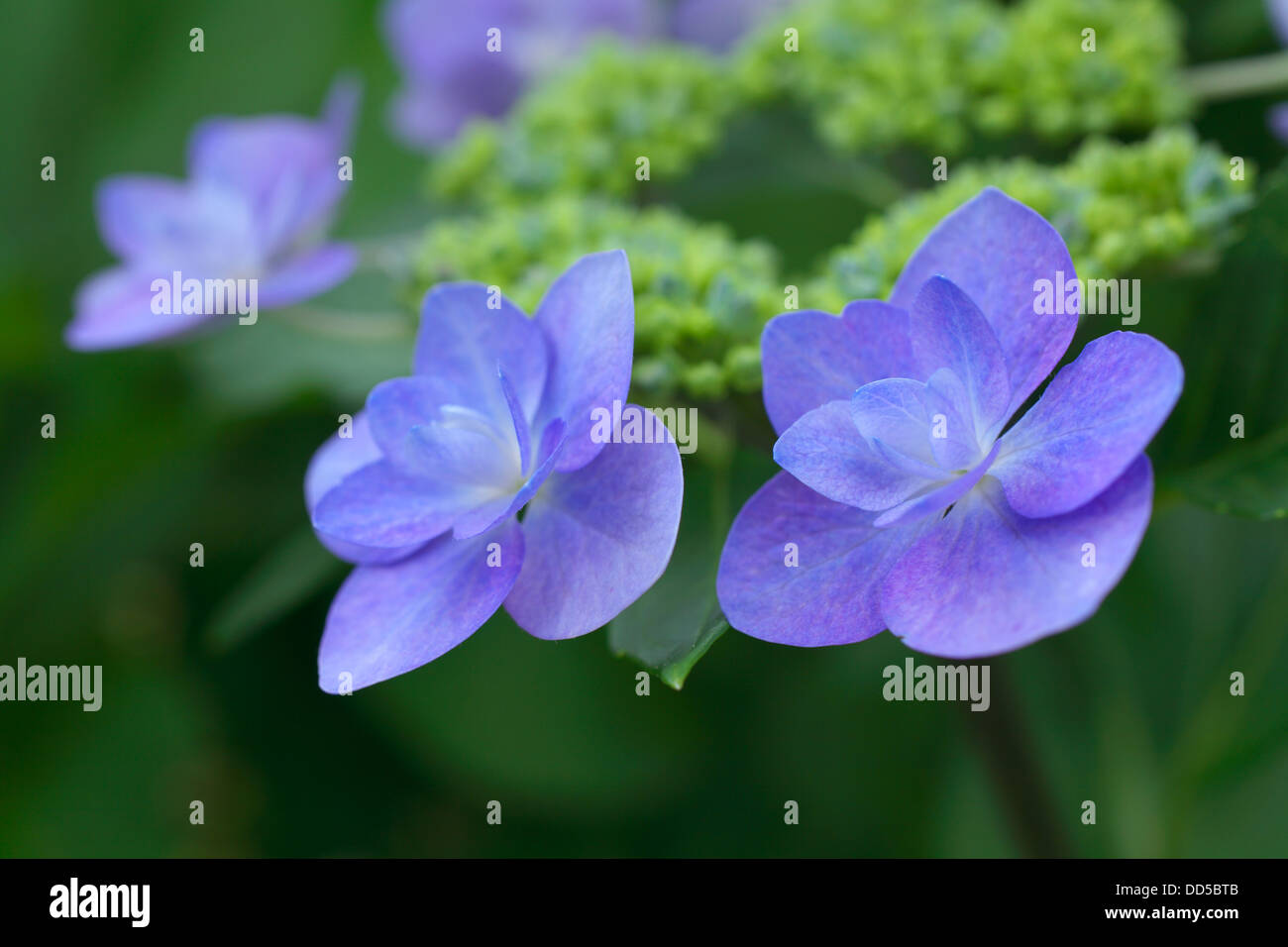 Hydrangea tokyo hi-res stock photography and images - Alamy