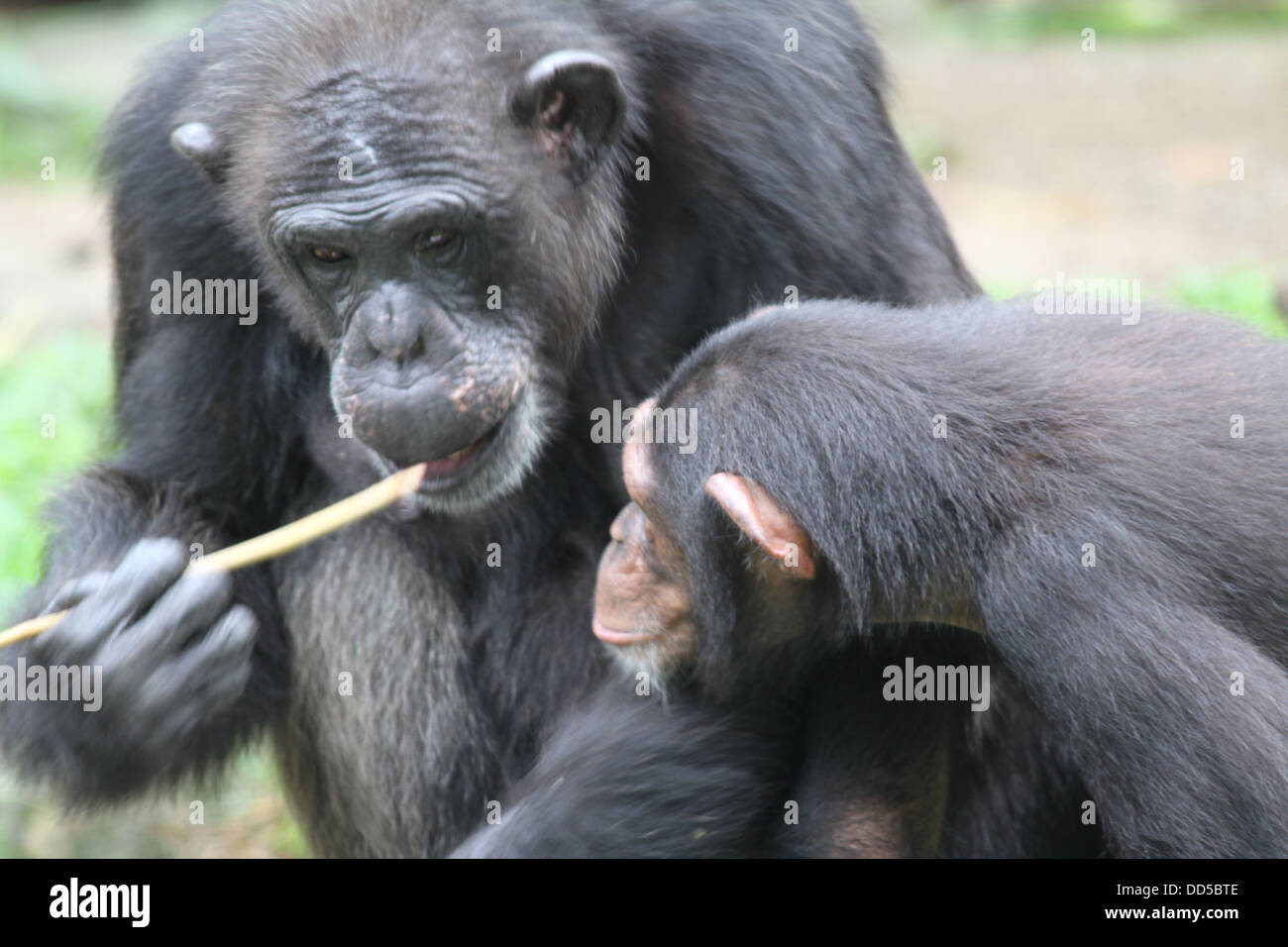 A wildlife shot of chimpanzees in captivity Stock Photo - Alamy