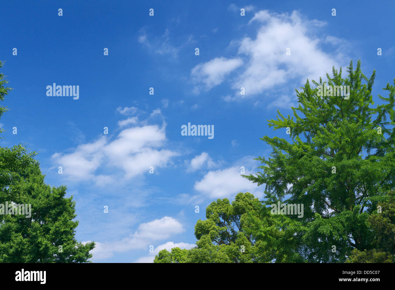 Trees and sky with clouds Stock Photo - Alamy