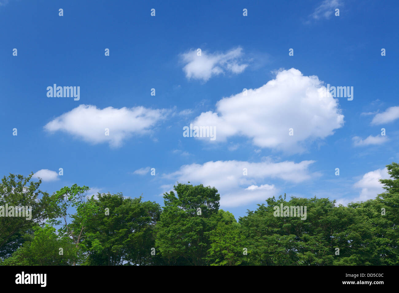Trees and sky with clouds Stock Photo - Alamy