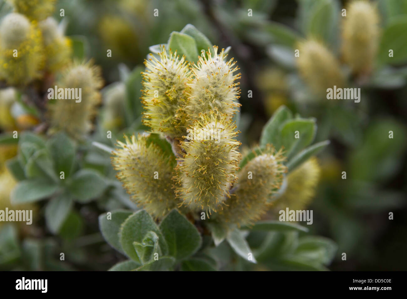 Close up of Woolly willow flower Stock Photo - Alamy