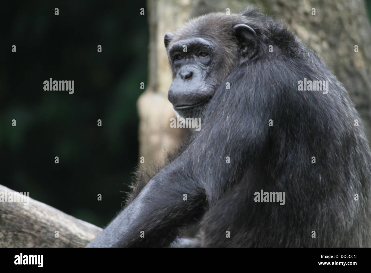 A wildlife shot of chimpanzees in captivity Stock Photo - Alamy