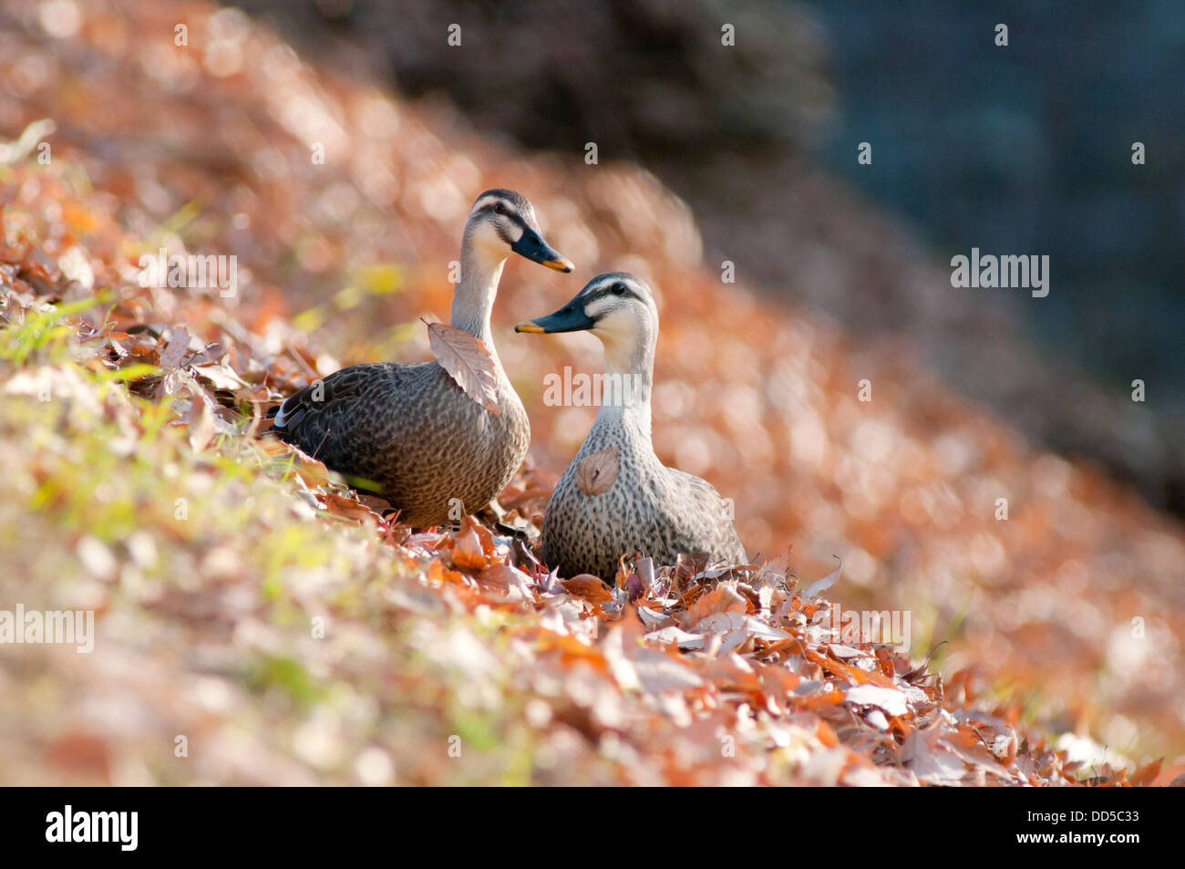 Duck on leaves hi-res stock photography and images - Alamy