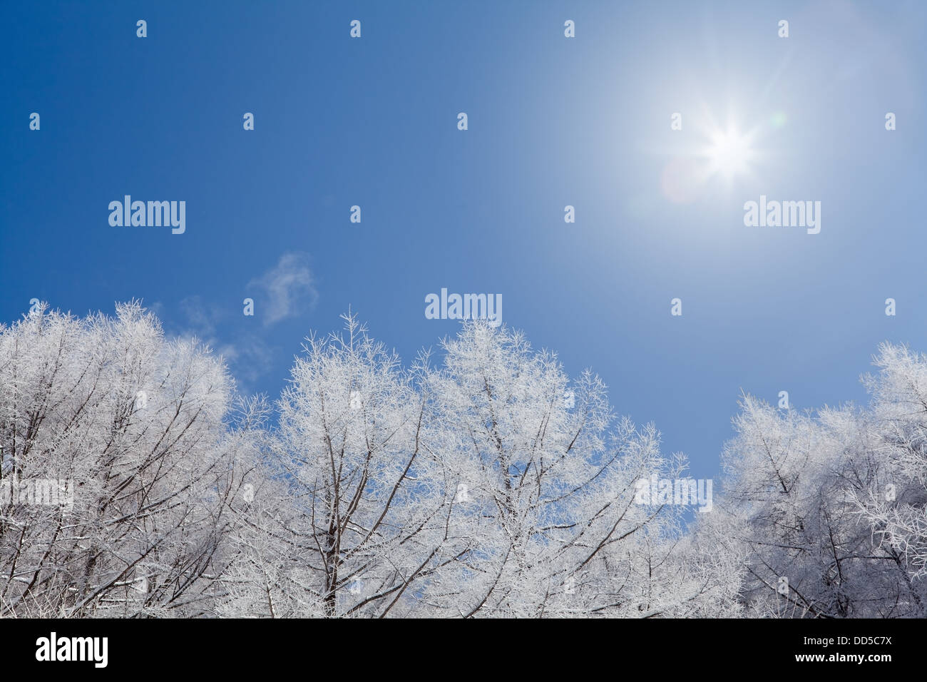 Rimed trees hi-res stock photography and images - Alamy