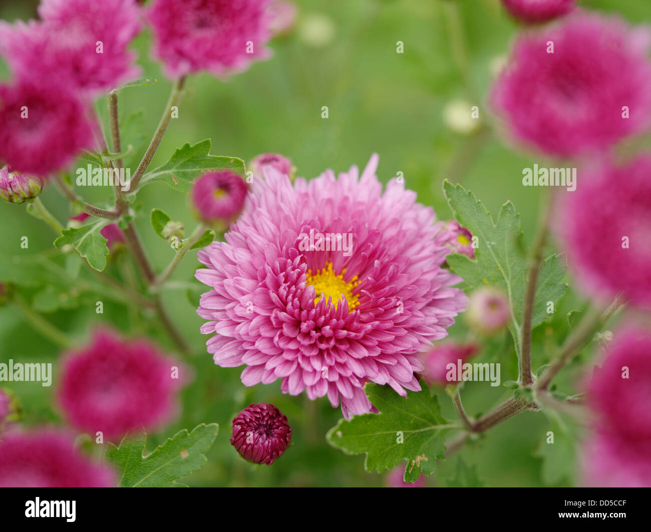 White chrysanth hi-res stock photography and images - Alamy