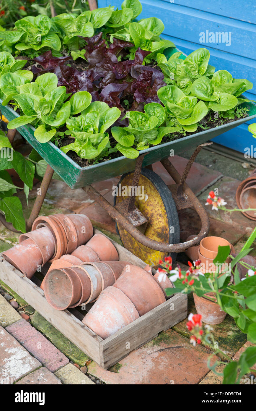 Small garden corner with old wheelbarrow planted with lettuce varieties ...