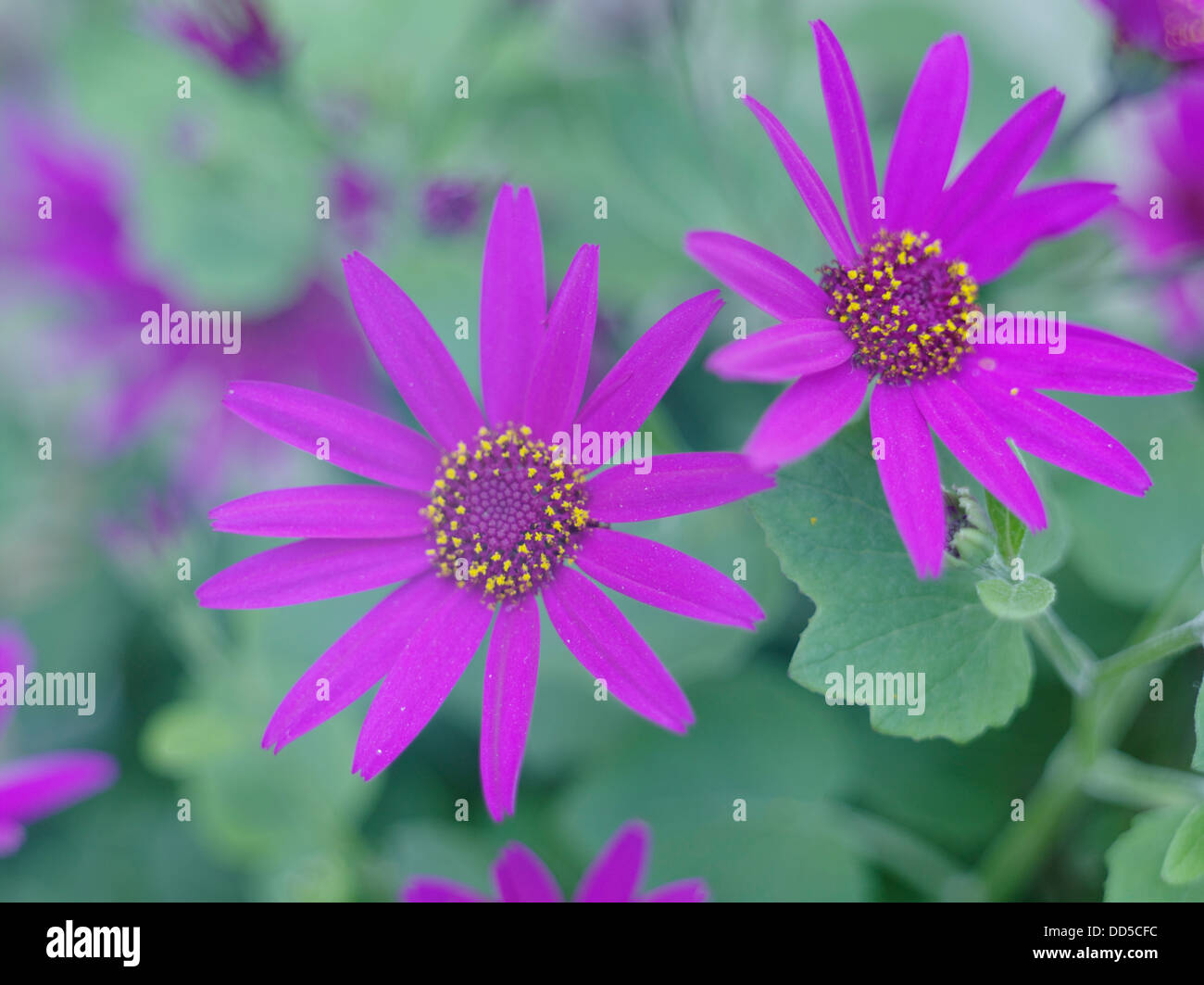 Senetti red sun, Pericallis hybrids Stock Photo - Alamy