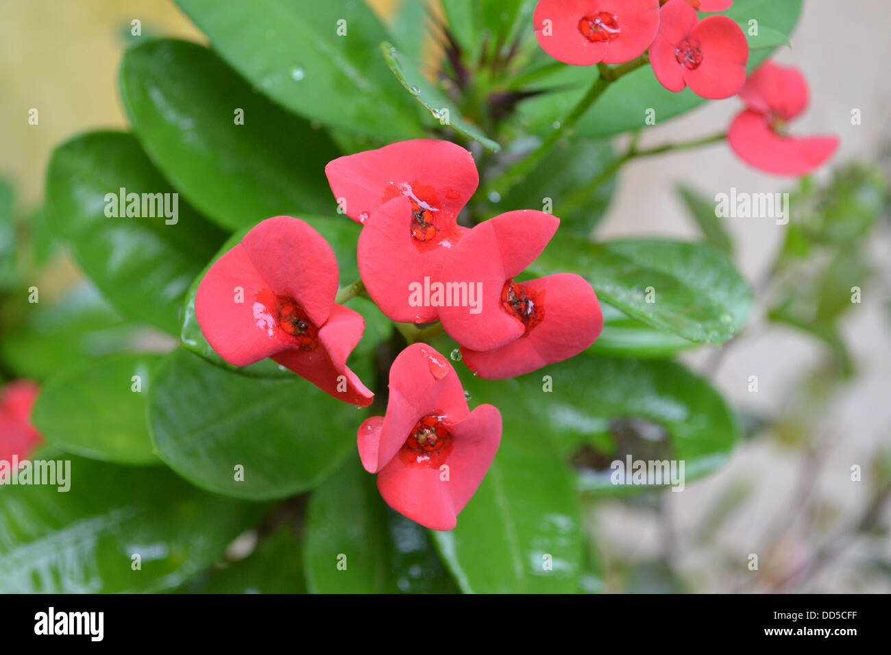 Red and green flowers hi-res stock photography and images - Alamy