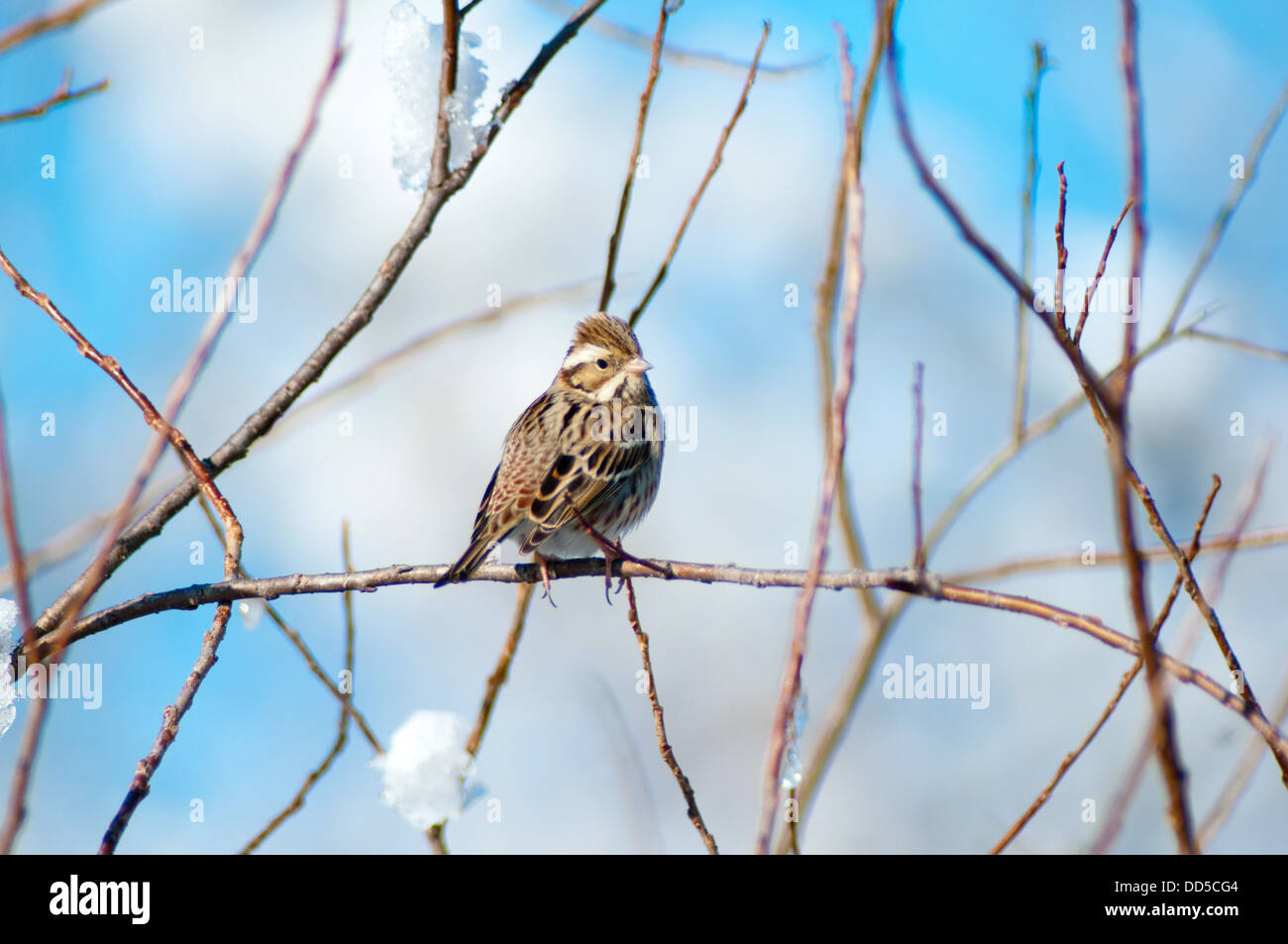 Rustic Bunting on a tree Stock Photo - Alamy