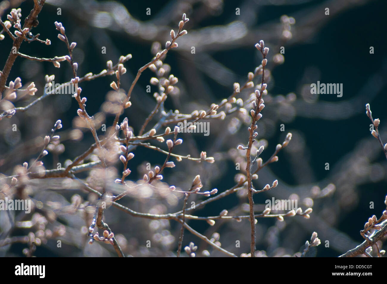 Willow sprout hi-res stock photography and images - Alamy