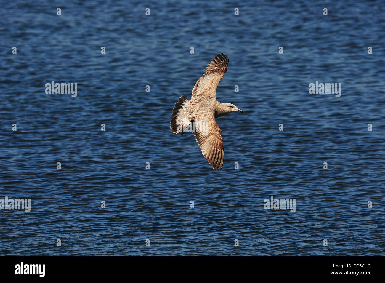 Bird flying over water Stock Photo - Alamy