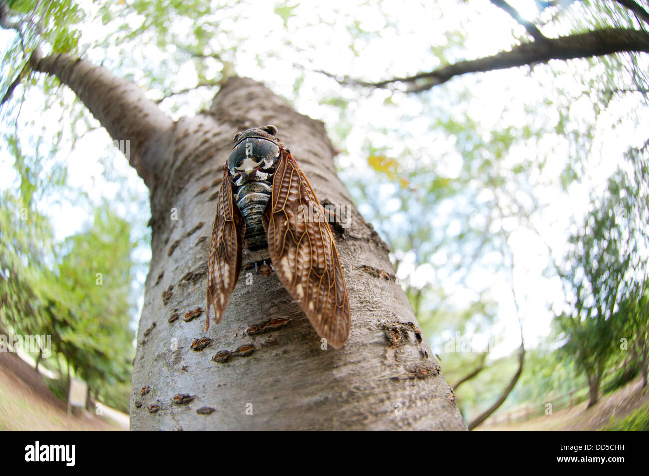 Cicada on a tree hi-res stock photography and images - Alamy