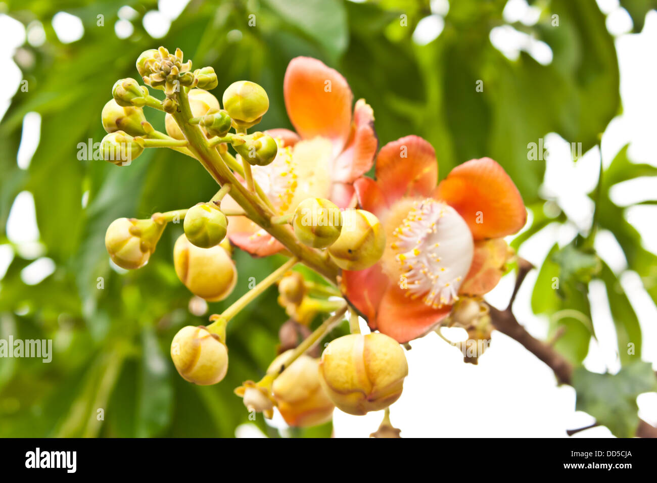 Sala flower hi-res stock photography and images - Alamy