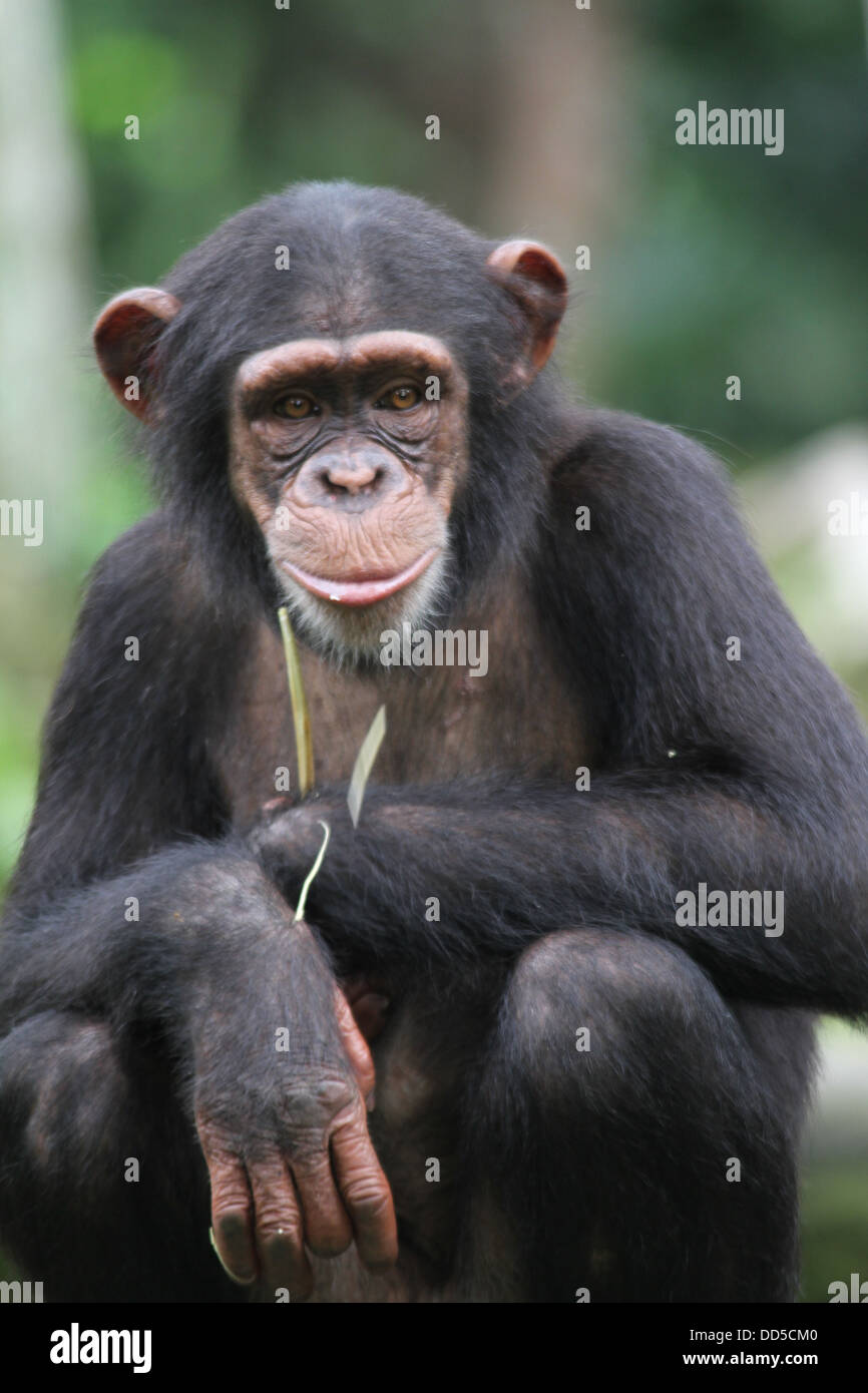 Chimpanzees In Captivity