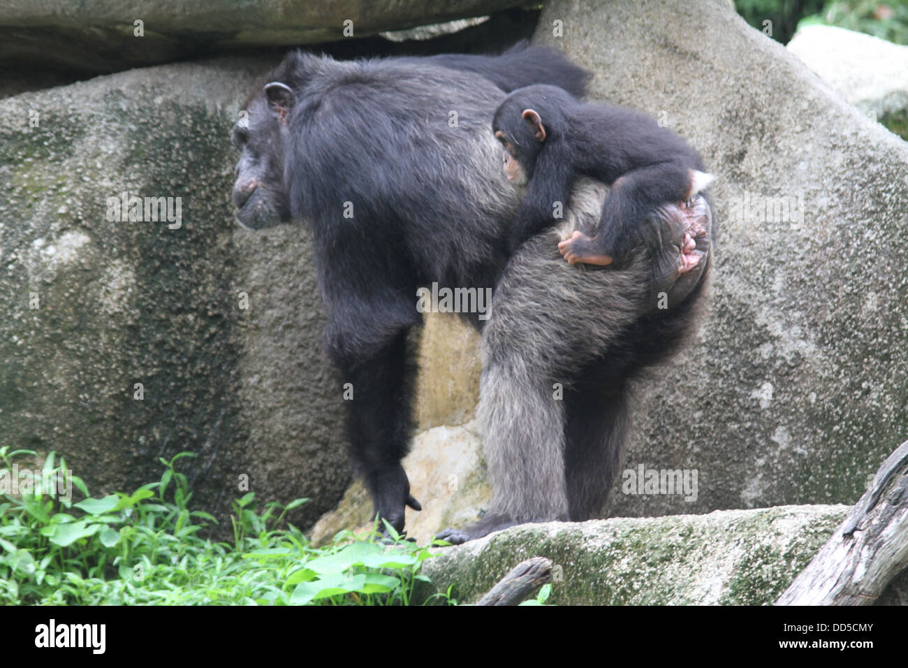 A wildlife shot of chimpanzees in captivity Stock Photo - Alamy