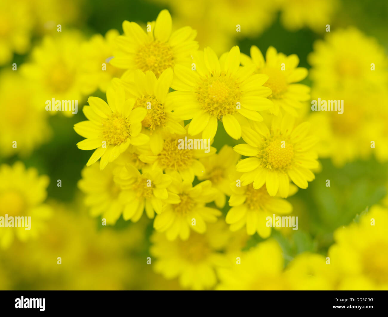 Yellow chrysanth hi-res stock photography and images - Alamy