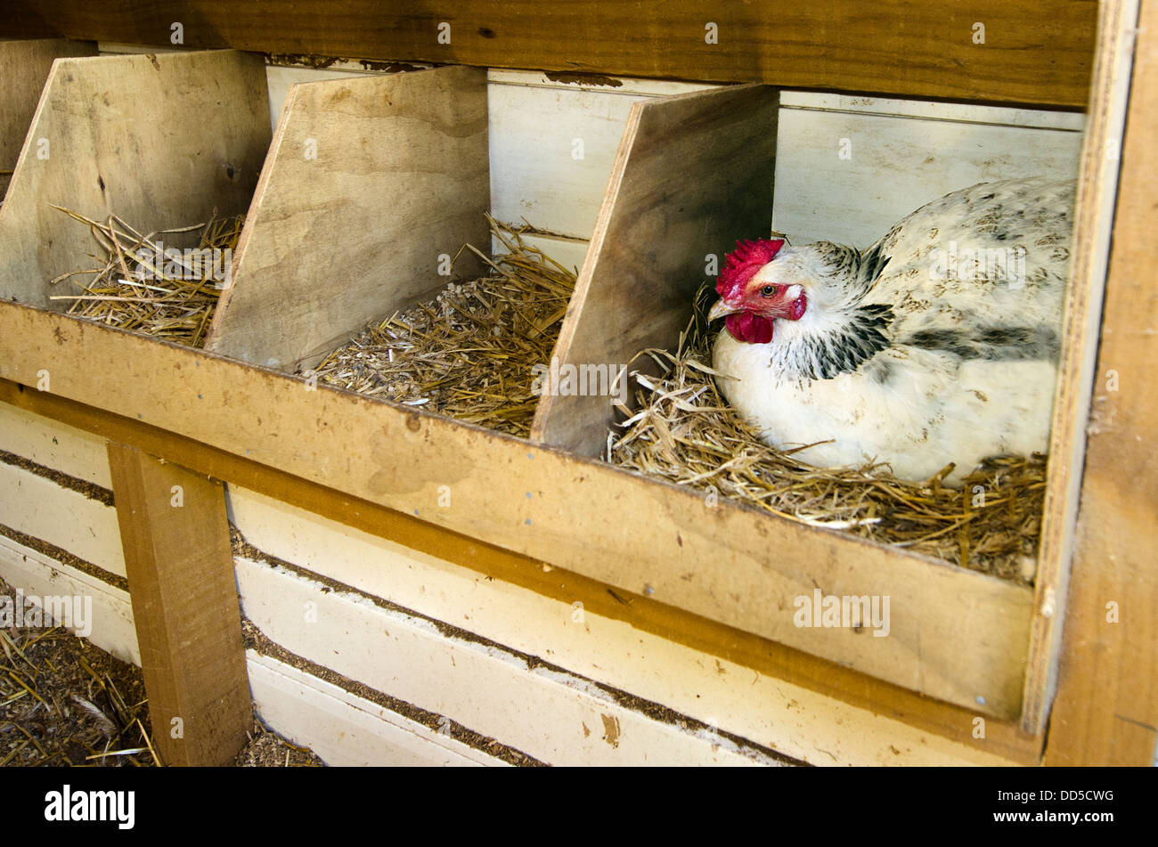 Egg Laying Hen High Resolution Stock Photography and Images - Alamy