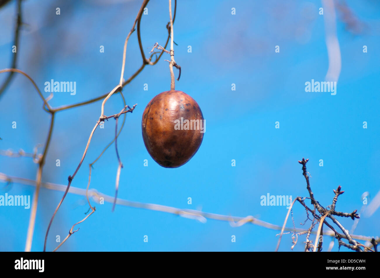 Chinese cucumber plant hi-res stock photography and images - Alamy