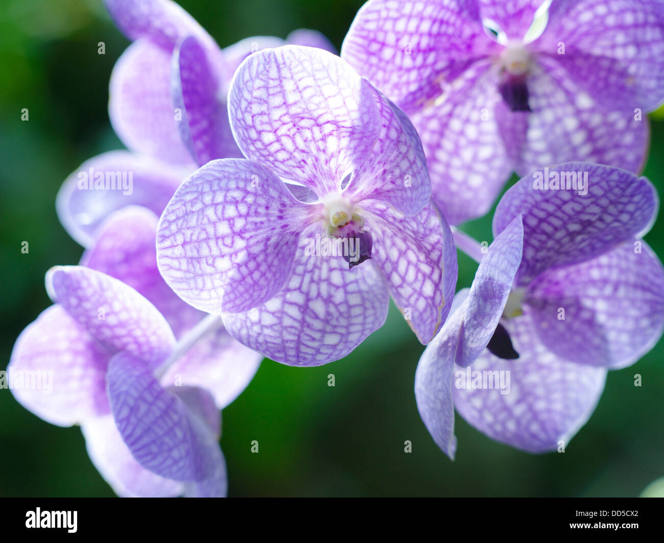Vanda flowers hi-res stock photography and images - Alamy