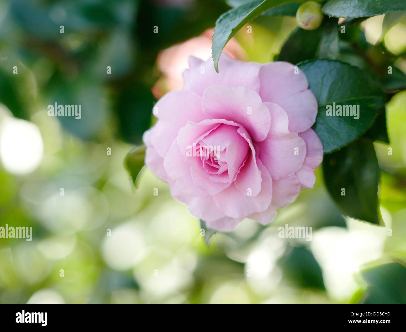 Camellia sasanqua hi-res stock photography and images - Alamy