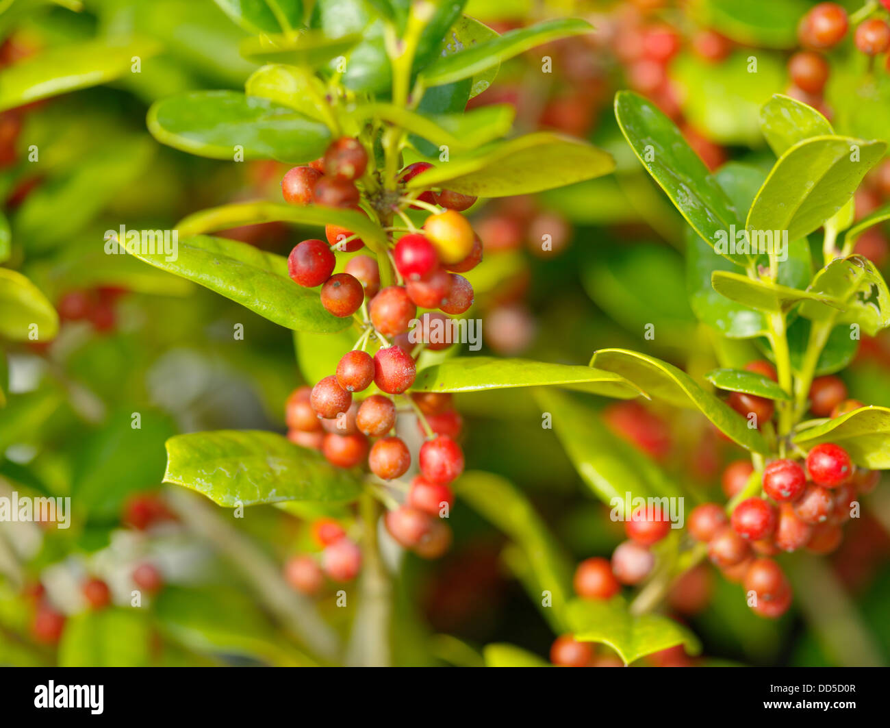 American holly hi-res stock photography and images - Alamy