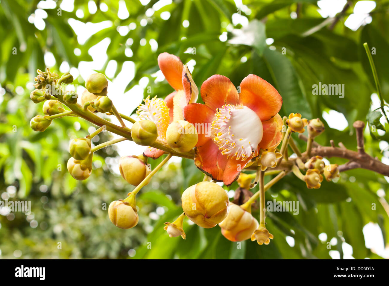 Sala flower hi-res stock photography and images - Alamy