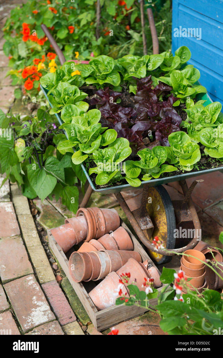 Small garden corner with old wheelbarrow and old enameled bowl planted ...