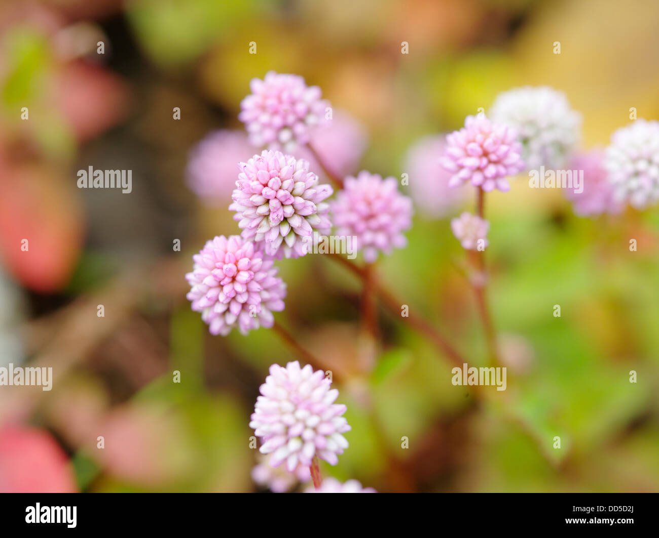 Pink knotweed persicaria capitata hi-res stock photography and images ...