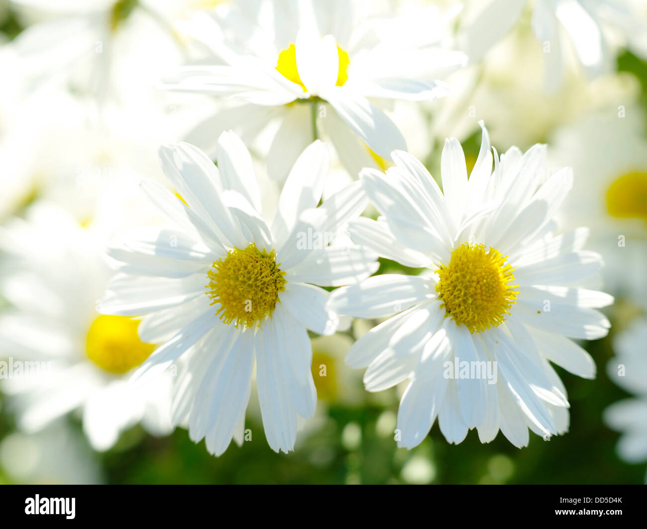 Chrysanth flowers hi-res stock photography and images - Alamy
