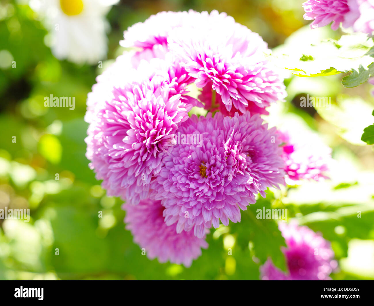 Chrysanth me hi-res stock photography and images - Alamy