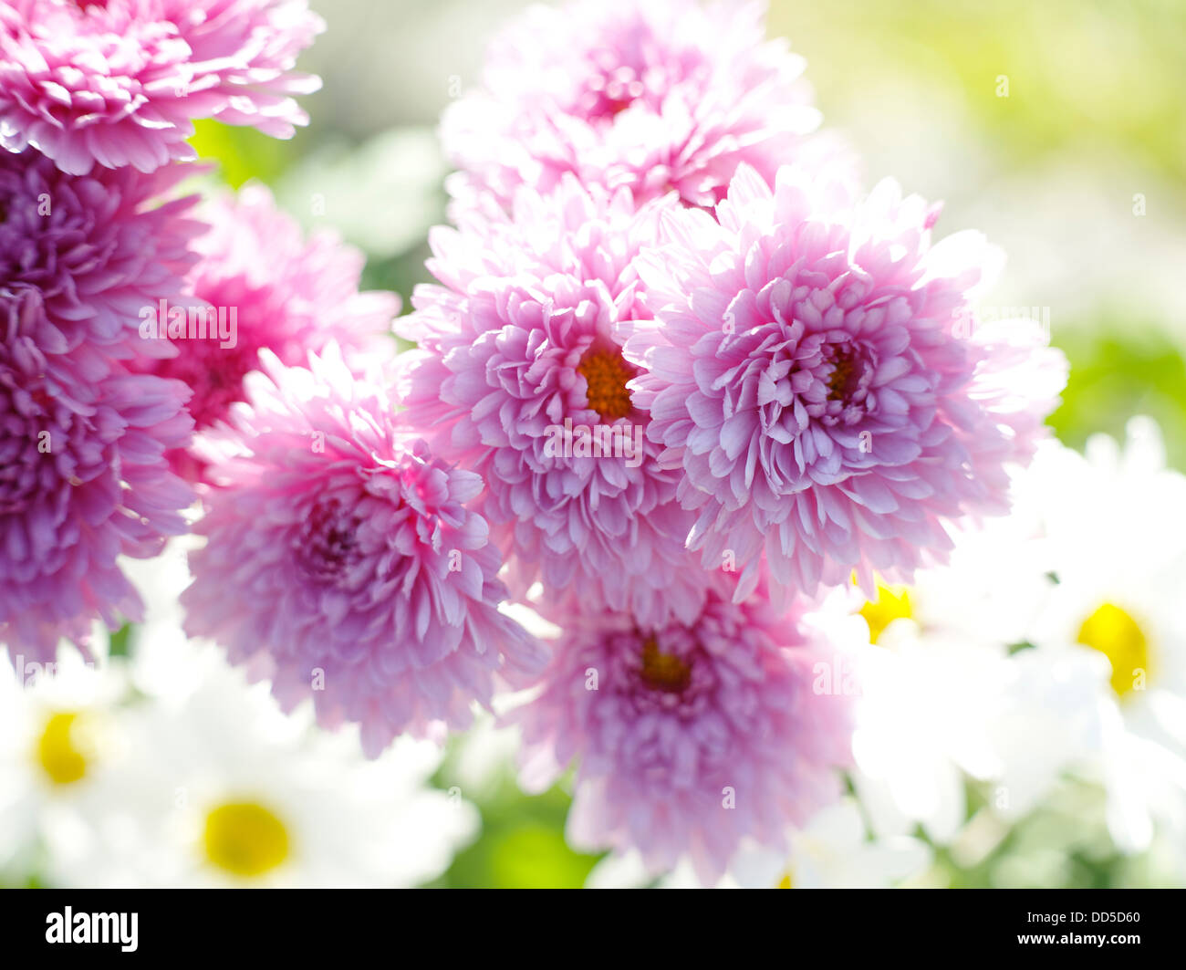 Chrysanth hi-res stock photography and images - Alamy