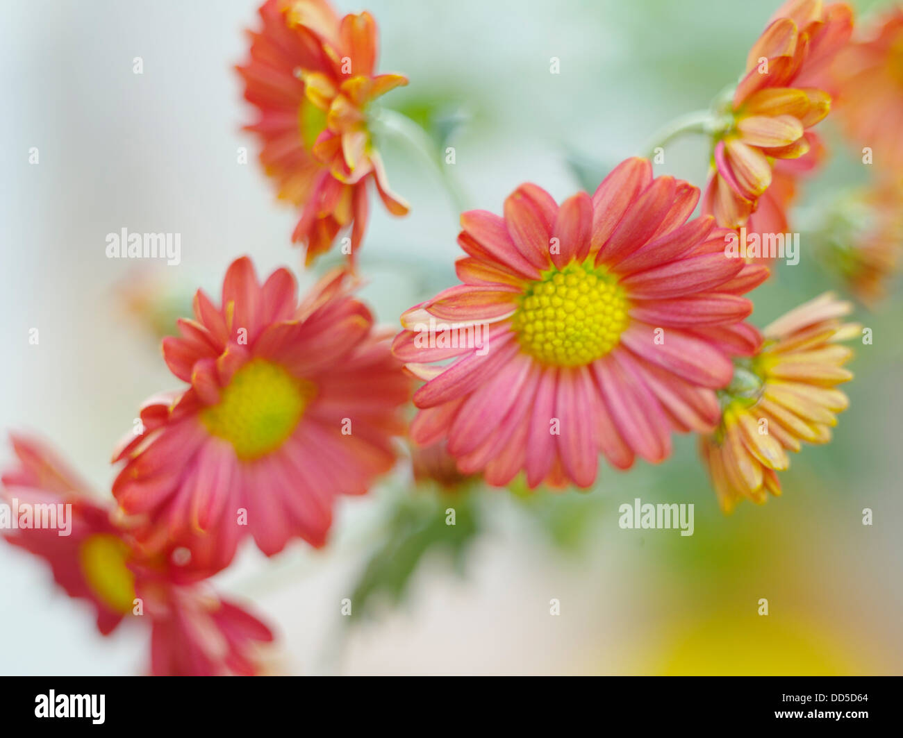 Chrysanth me hi-res stock photography and images - Alamy